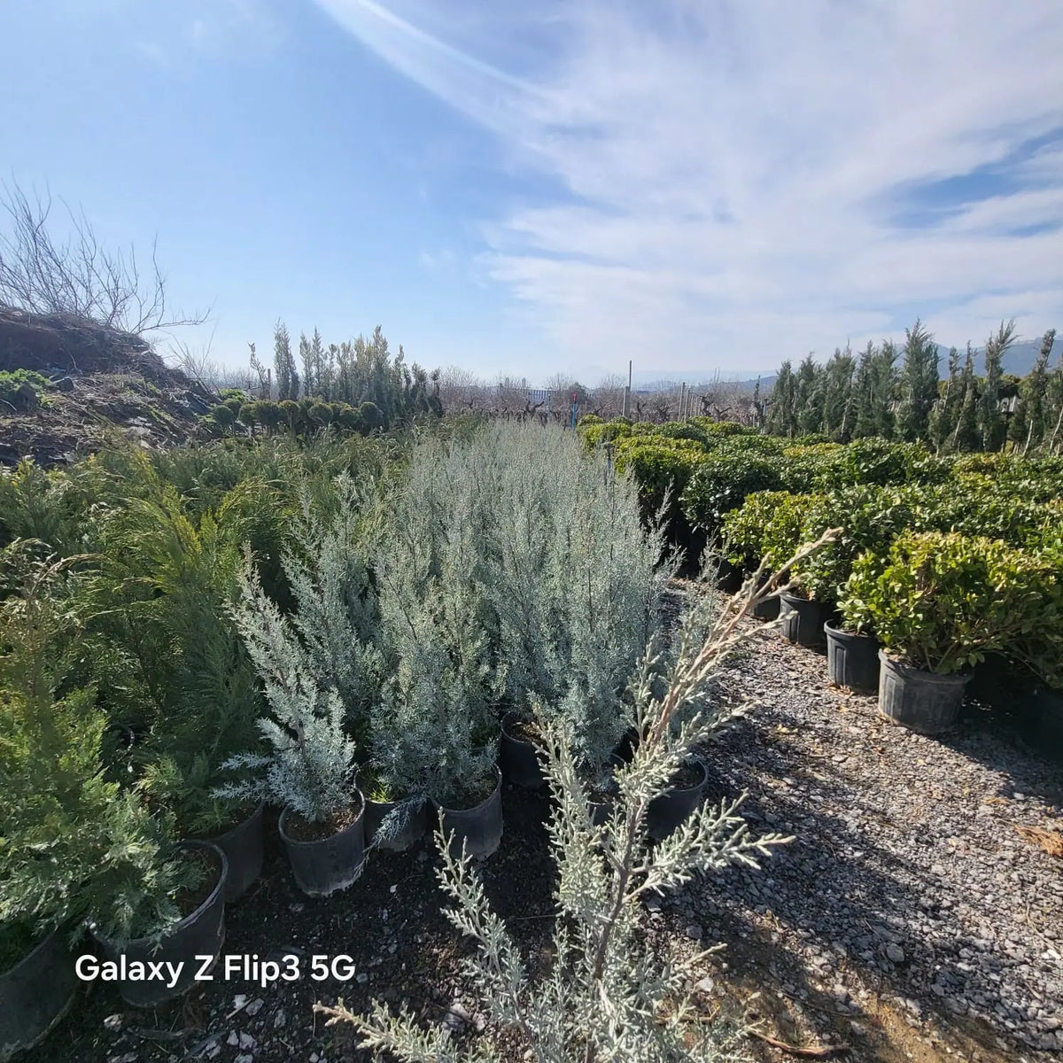 Arizona Servi Çit Bitkisi – Karanpeyzaj