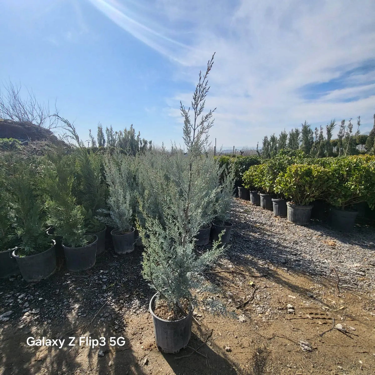 Arizona Servi Çit Bitkisi – Karanpeyzaj